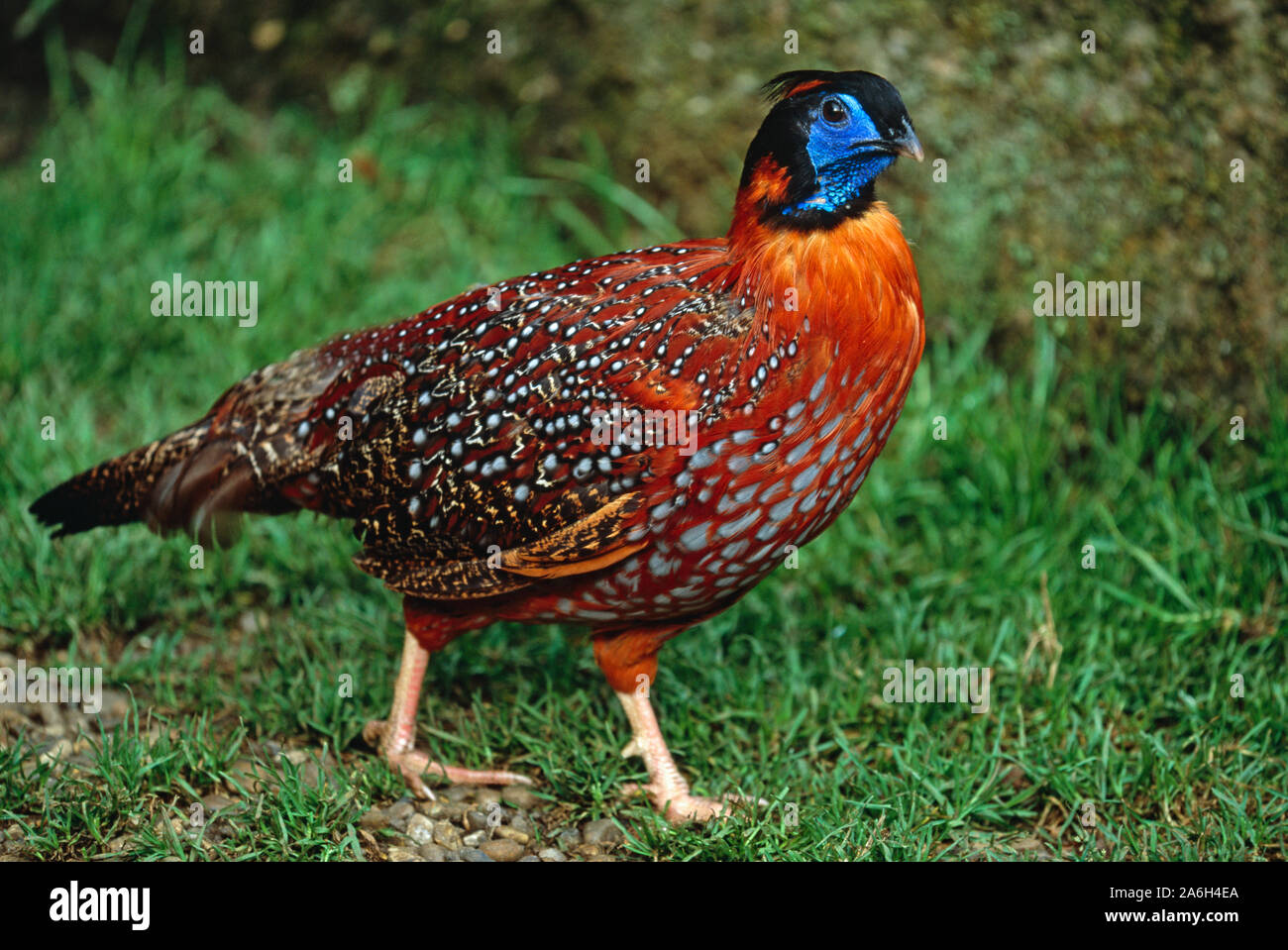 TEMMINCK'S TRAGOPAN cock (Tragopan temminckii). Pheasant. Male. Adult ...