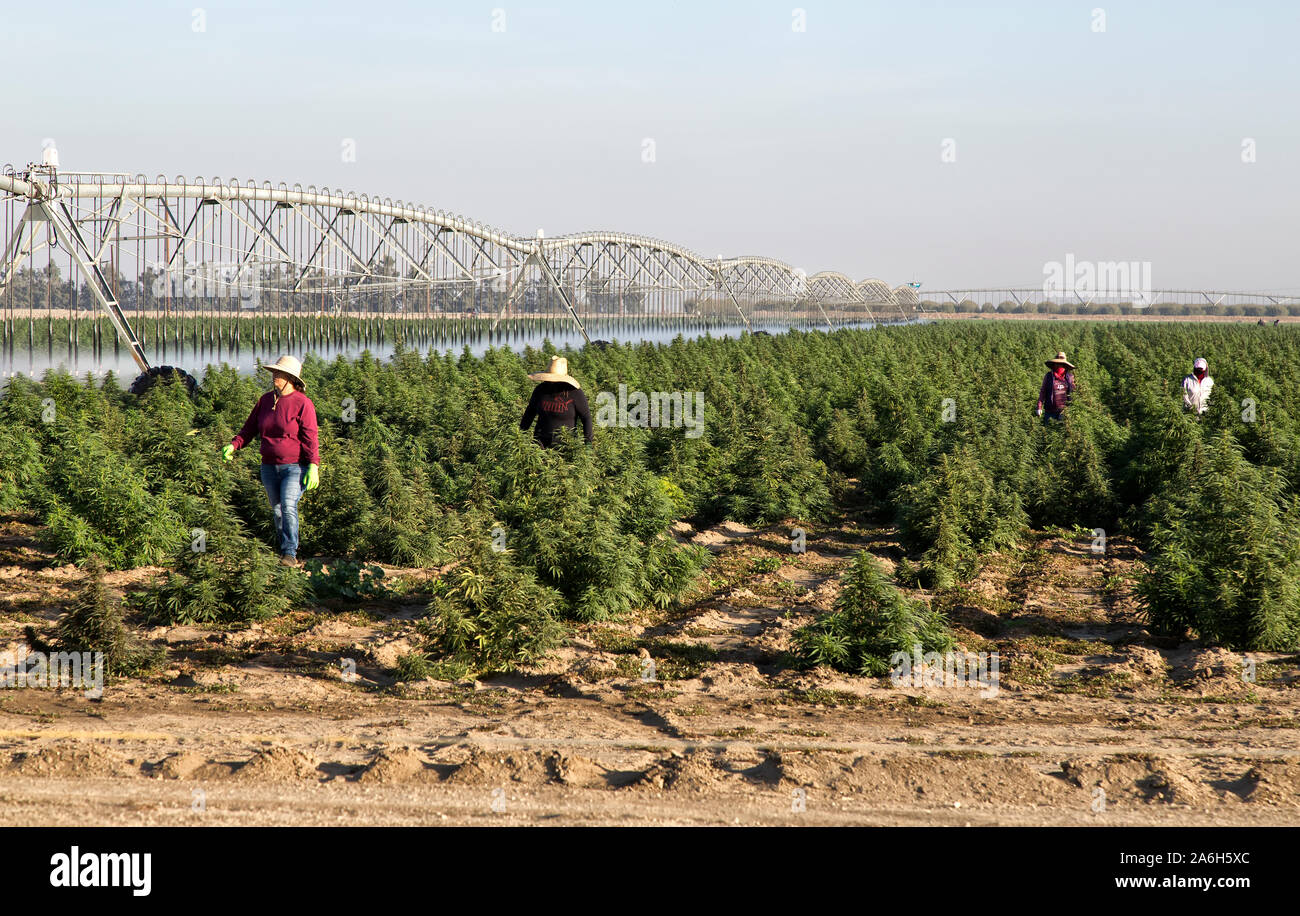 Industrial Hemp crop maturing, 'Frosted Lime' strain, Linear Self ...