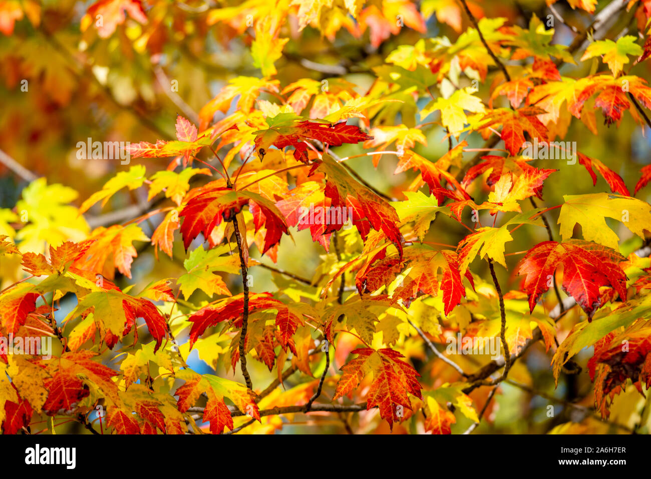 Different shape and colors fall leaves Stock Photo - Alamy