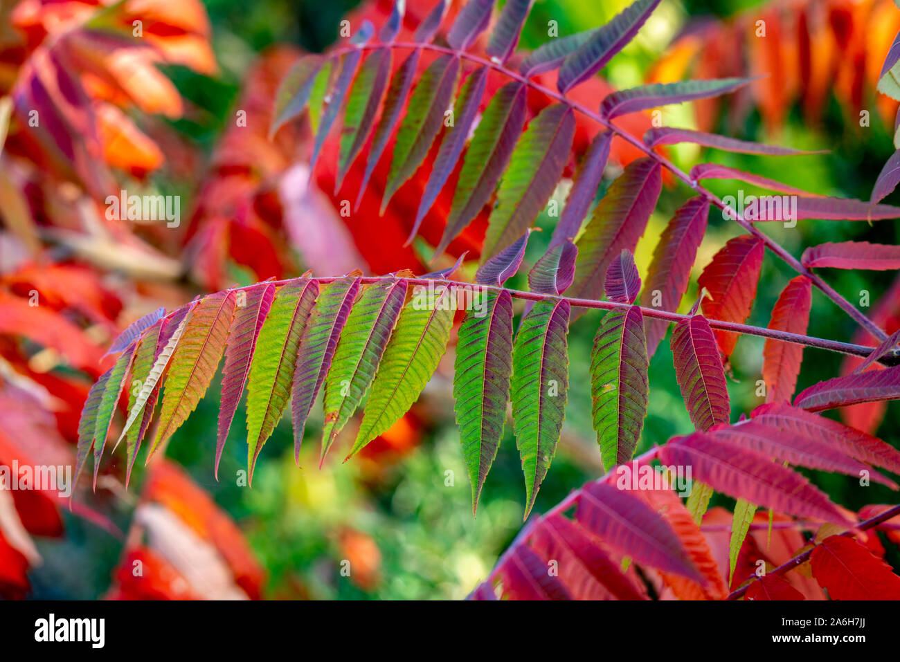 Different shape and colors fall leaves Stock Photo - Alamy