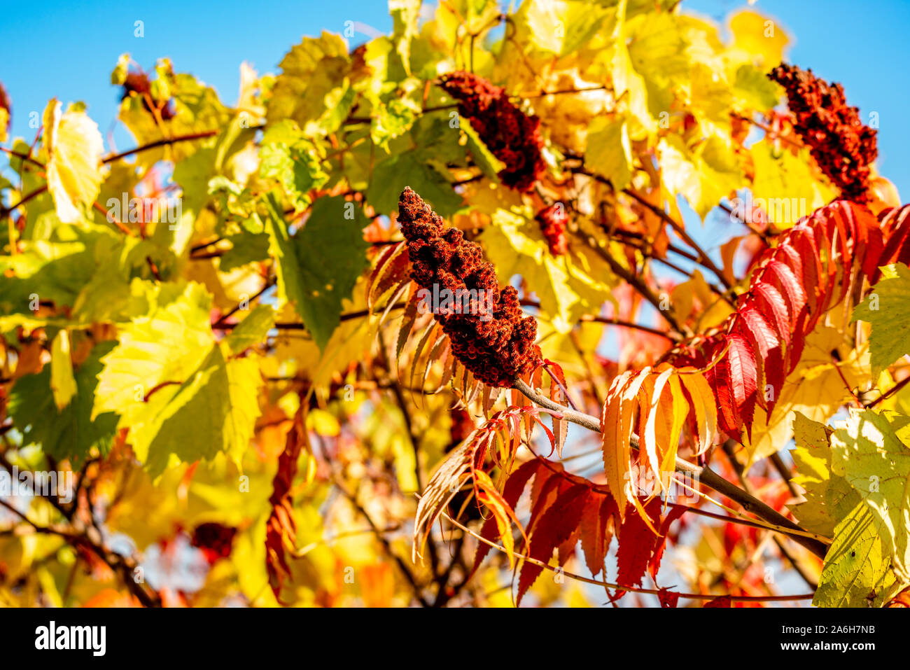 Different shape and colors fall leaves Stock Photo - Alamy