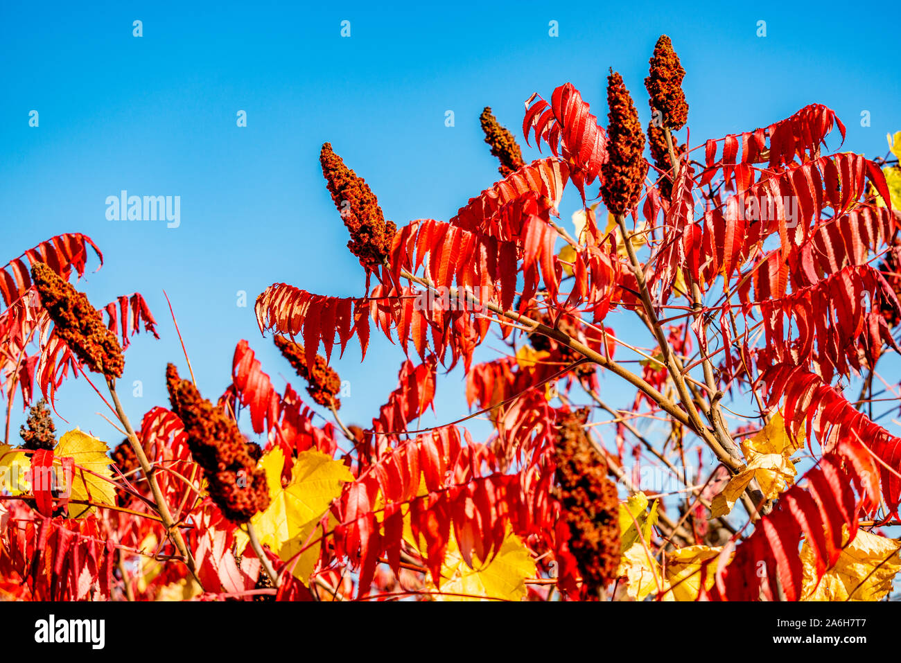 Different shape and colors fall leaves Stock Photo - Alamy