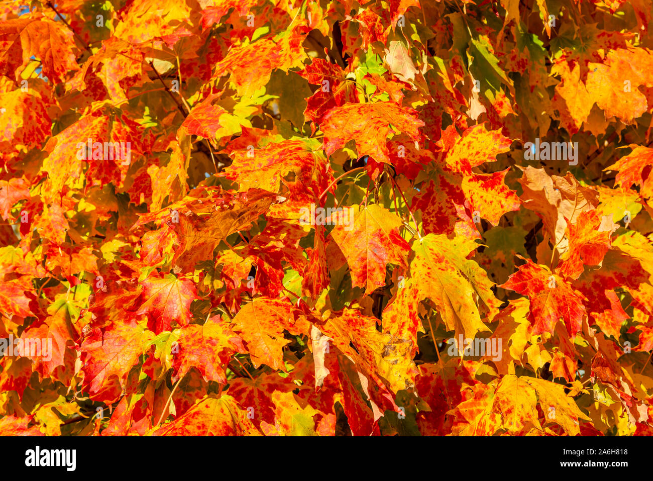 Different shape and colors fall leaves Stock Photo - Alamy
