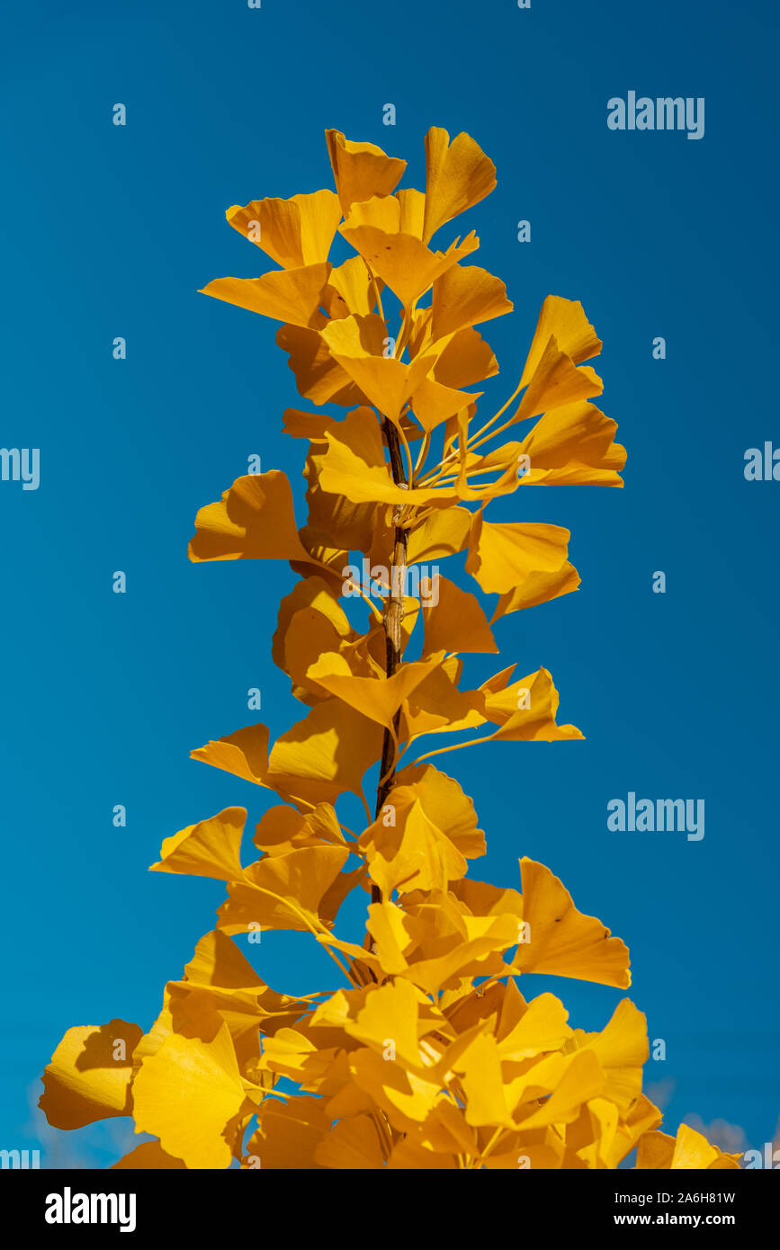 Different shape and colors fall leaves Stock Photo - Alamy