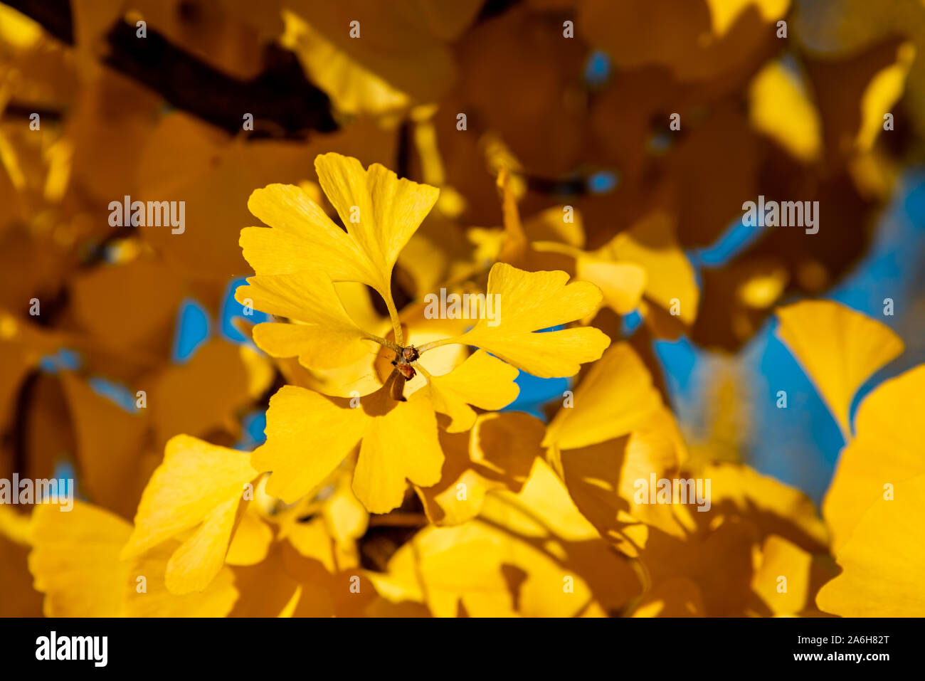 Different shape and colors fall leaves Stock Photo - Alamy