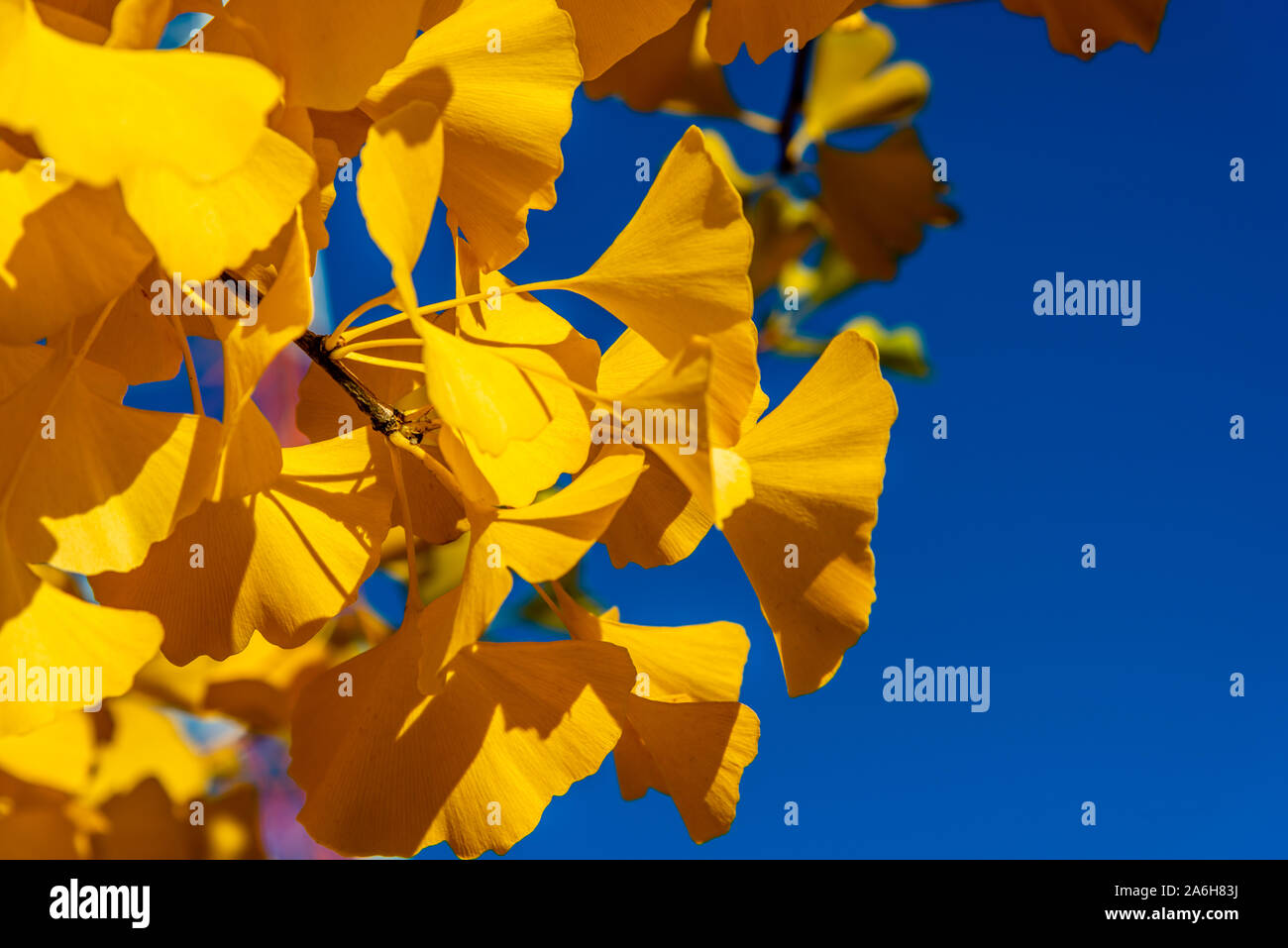 Different shape and colors fall leaves Stock Photo - Alamy