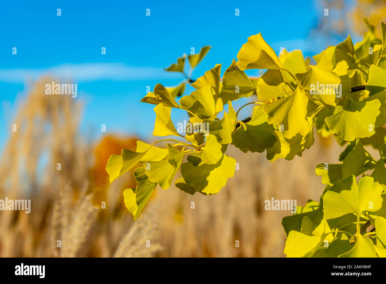 Different shape and colors fall leaves Stock Photo - Alamy