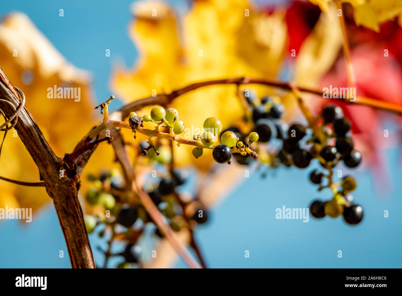 Autumn leaf wild grapes hi-res stock photography and images - Alamy