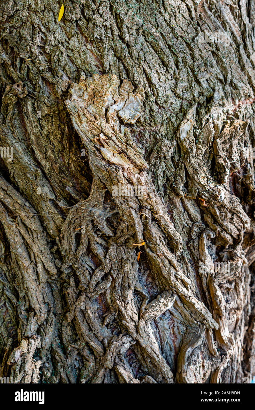 Tree Bark texture, close-up photo Stock Photo - Alamy