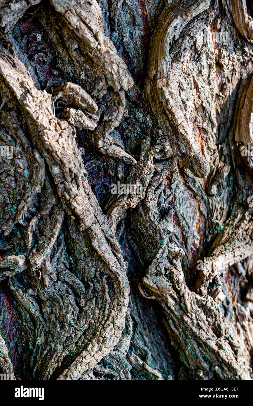 Tree Bark texture, close-up photo Stock Photo - Alamy