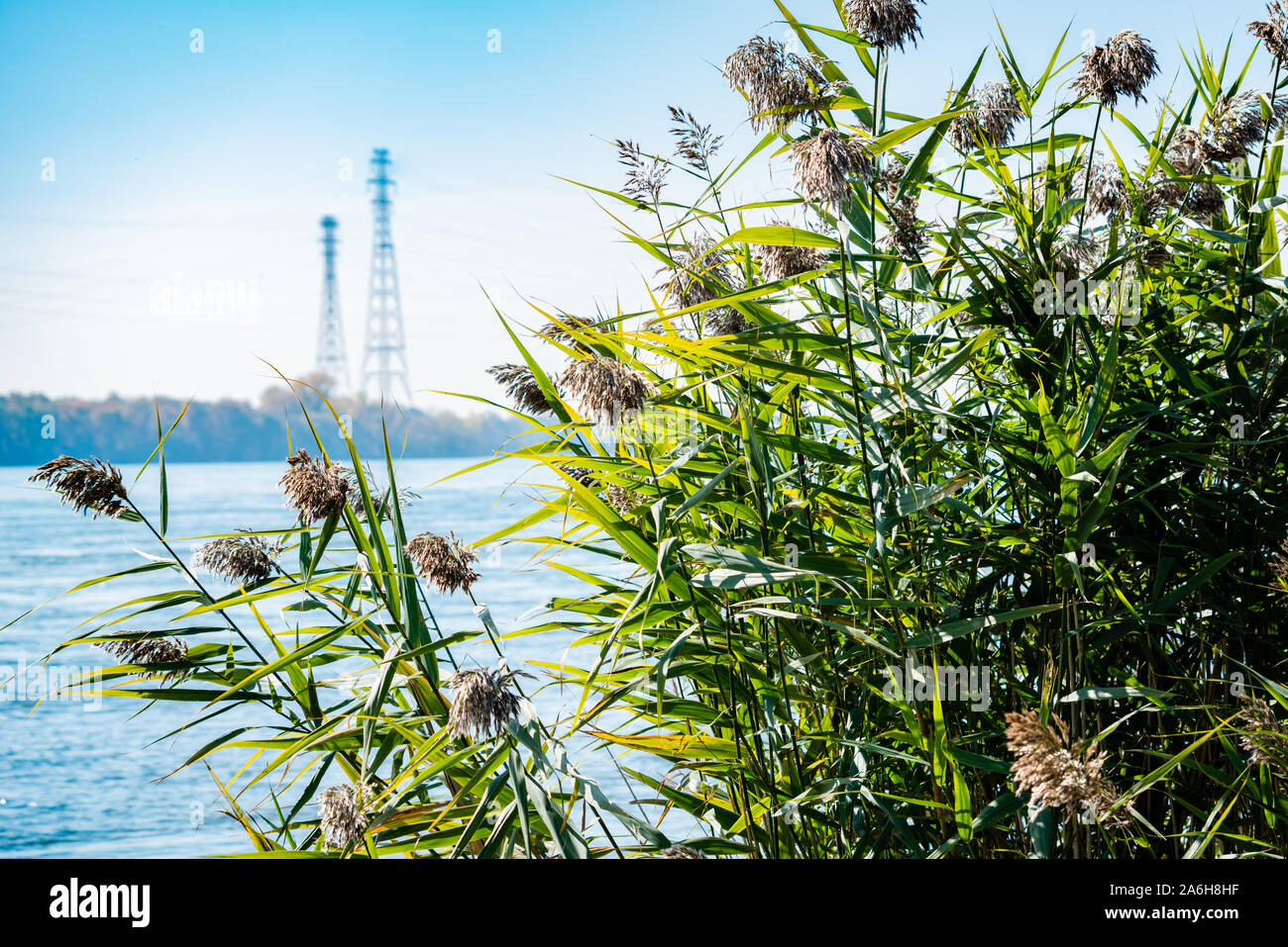 Beautiful river reeds hi-res stock photography and images - Alamy