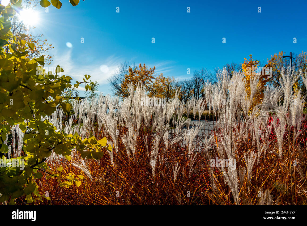 Decorative garden cane hi-res stock photography and images - Alamy