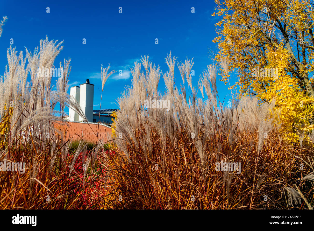 Decorative garden cane hi-res stock photography and images - Alamy