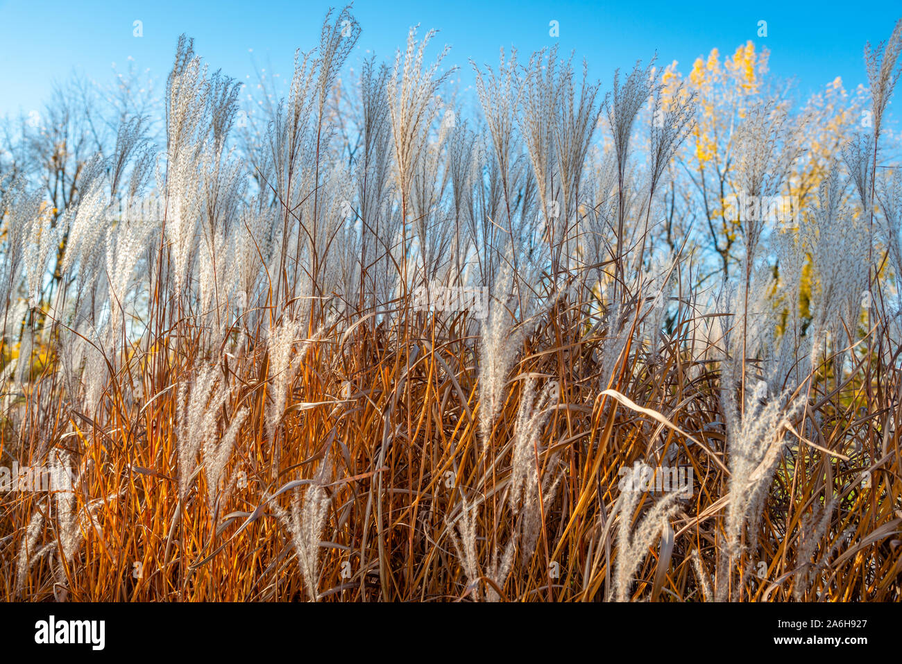 Decorative garden cane hi-res stock photography and images - Alamy