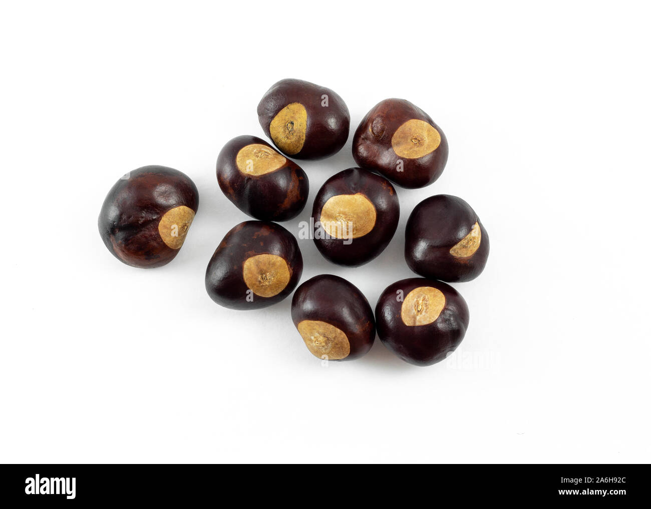 a group of horse chestnuts (conkers) on white background Stock Photo ...