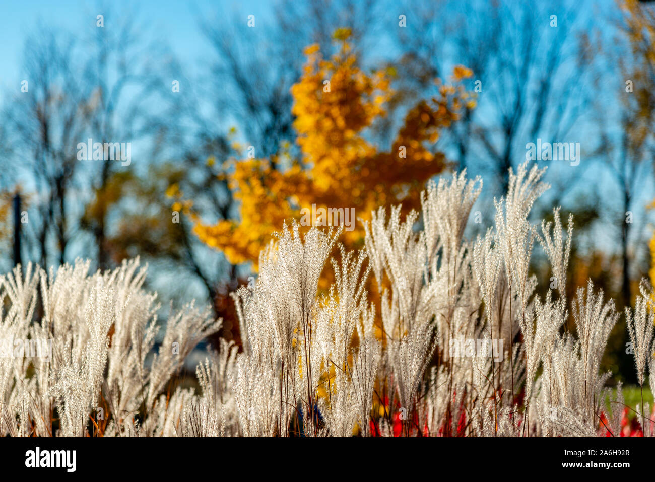 Decorative garden cane hi-res stock photography and images - Alamy