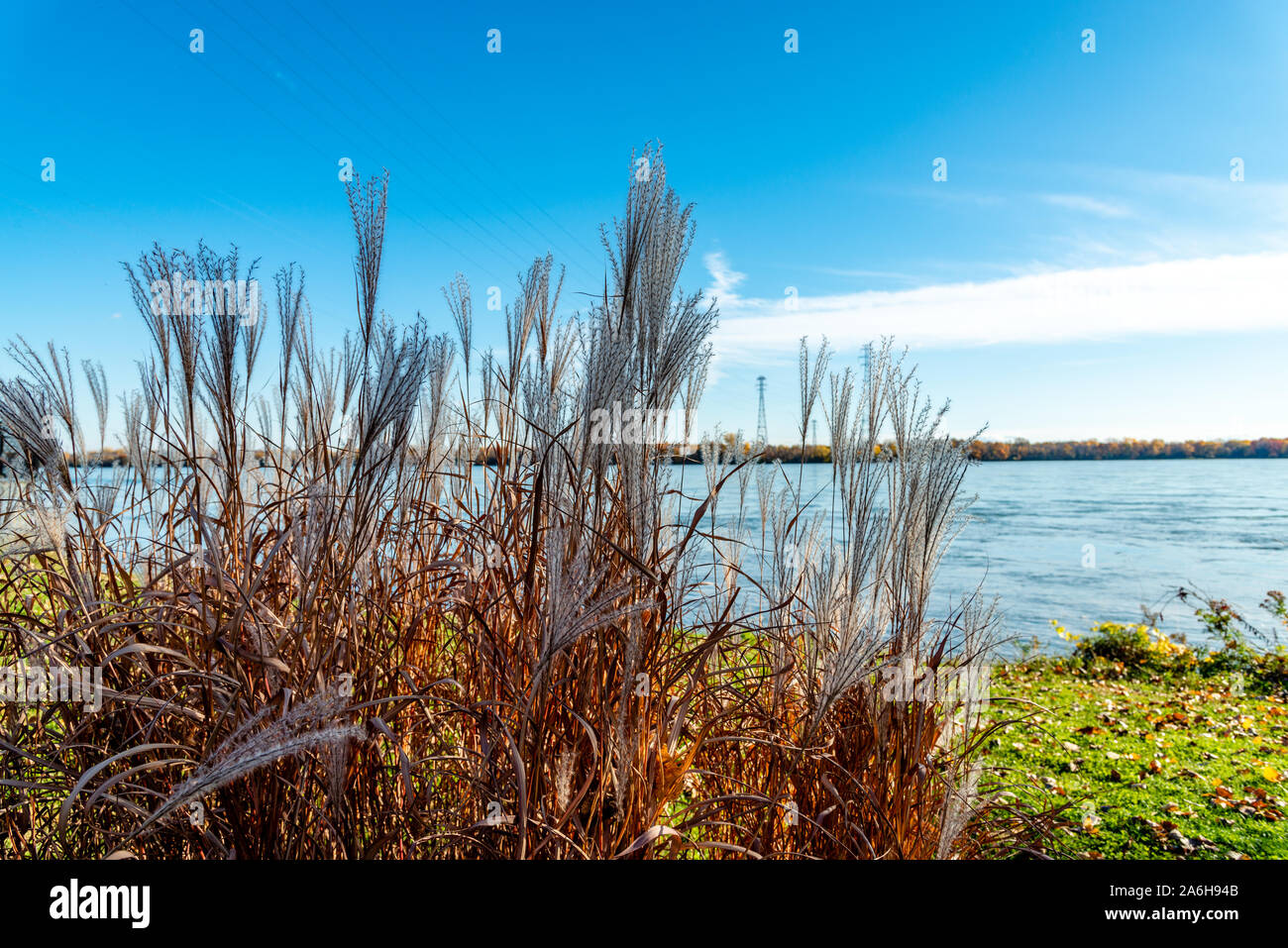 Decorative garden cane hi-res stock photography and images - Alamy