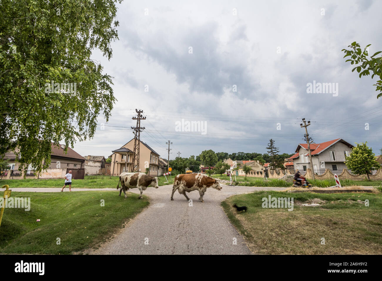 ALIBUNAR; SERBIA - JUNE 7; 2019: Herd of cows passing a street of ...