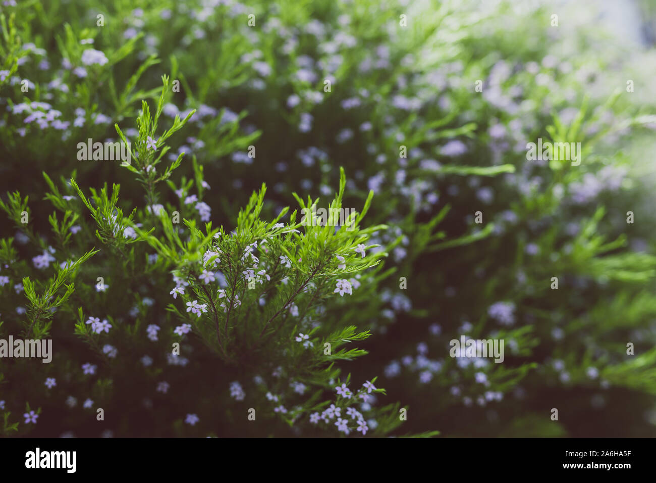 Diosma hi-res stock photography and images - Alamy
