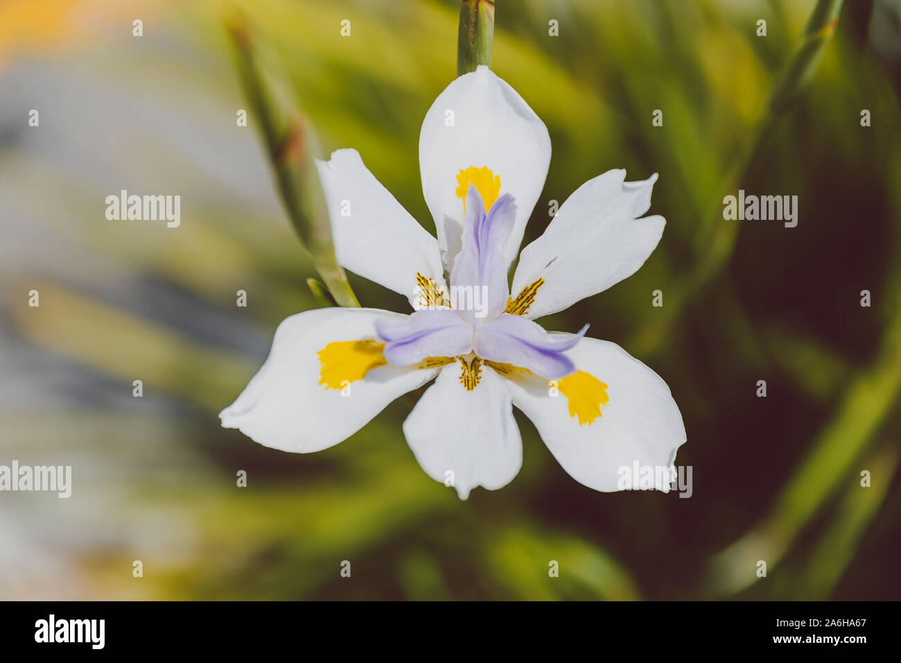 Australian native iris hi-res stock photography and images - Alamy