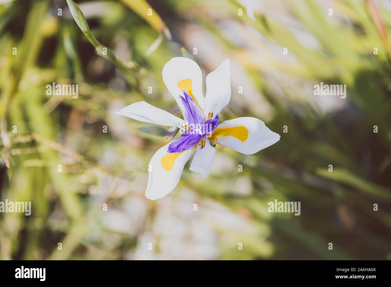 Australian native iris hi-res stock photography and images - Alamy