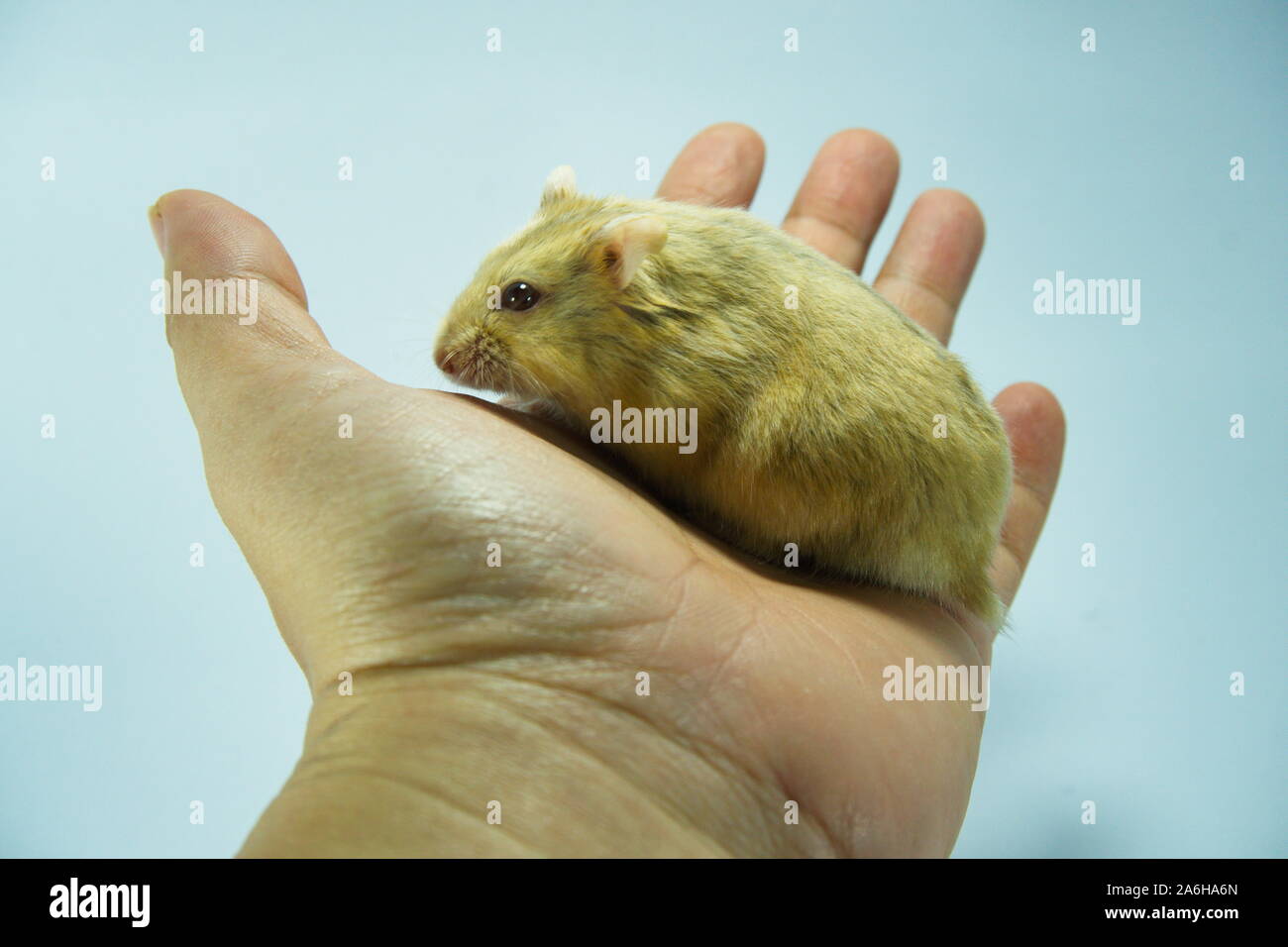 Brown Hamster handheld in man hand on blue background, friendly concept ...