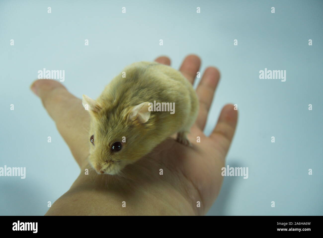 Brown Hamster handheld in man hand on blue background, friendly concept ...