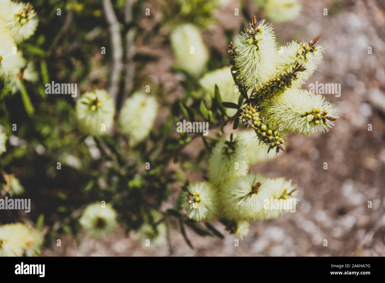 native Australian yellow callistemon bottle brush plant outdoor in ...