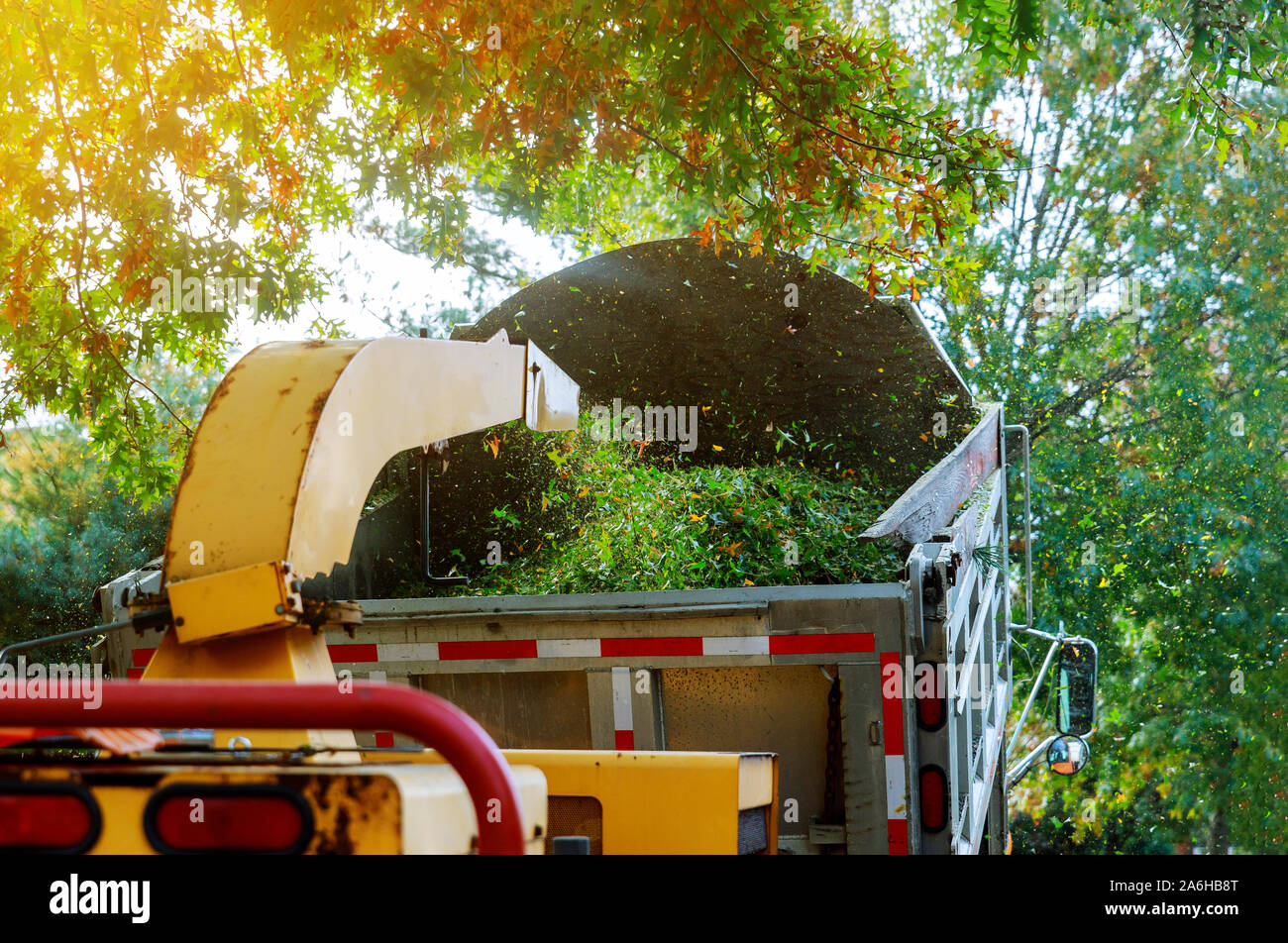 Landscapers using wood chipper in chipper mulcher chips into the back ...