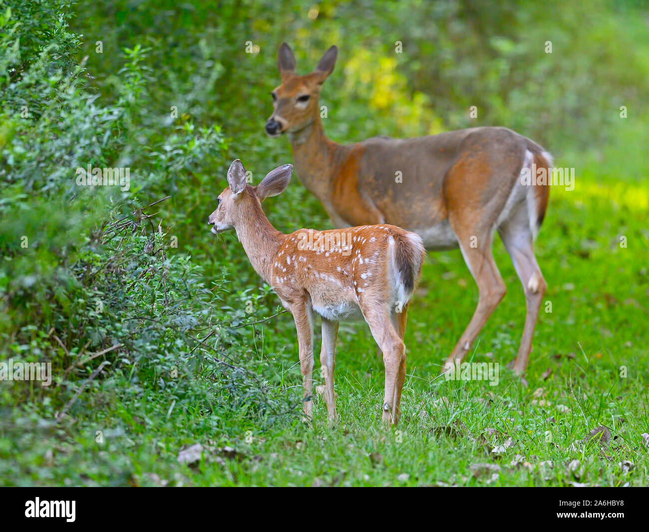 White-tailed Deer and Fawn in Field Stock Photo - Alamy