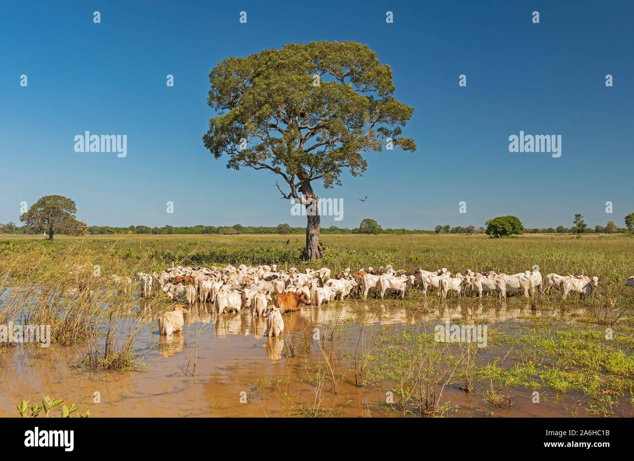 Cattle Grazing in the Wetlands of the Pantanal in Brazil Stock Photo ...