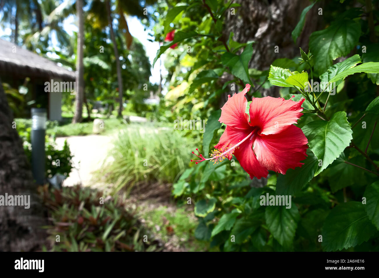 Beautiful tropical background with bright red flower, tropics Stock ...