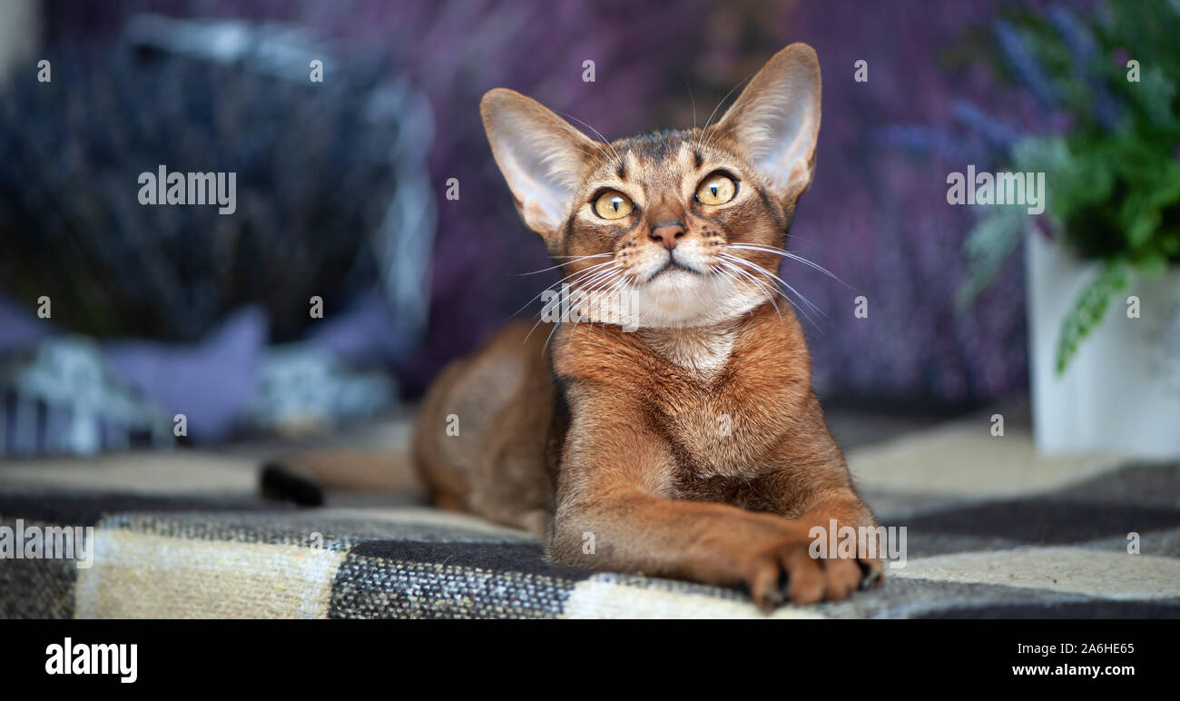 Very beautiful Abyssinian cat, kitten on the background of a lavender ...