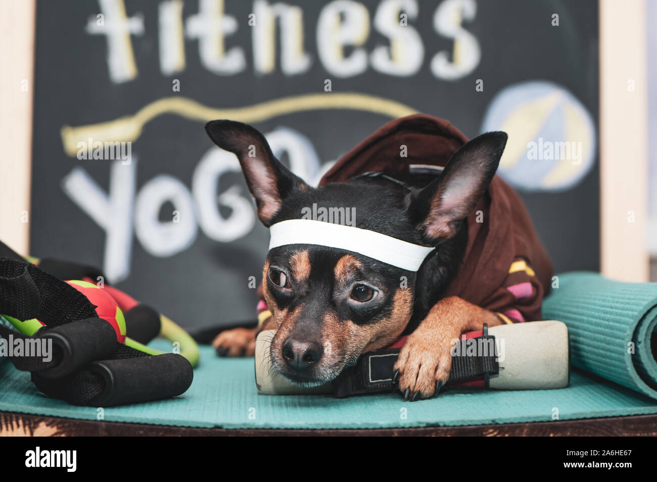 Tired dog after workout. Pet Fitness , sport and lifestyle concept ...