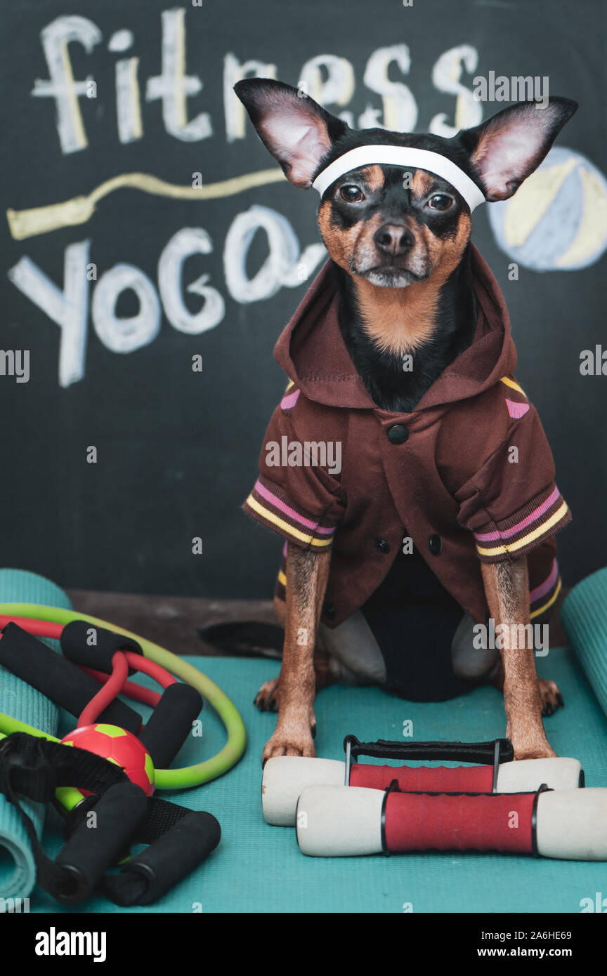 Pet exercises hi-res stock photography and images - Alamy