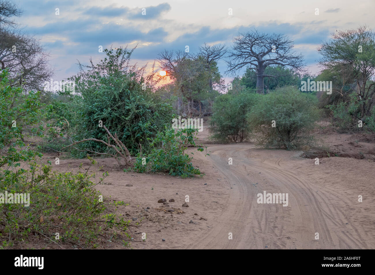 Sunrise over the African bush with baobab trees image in horizontal ...