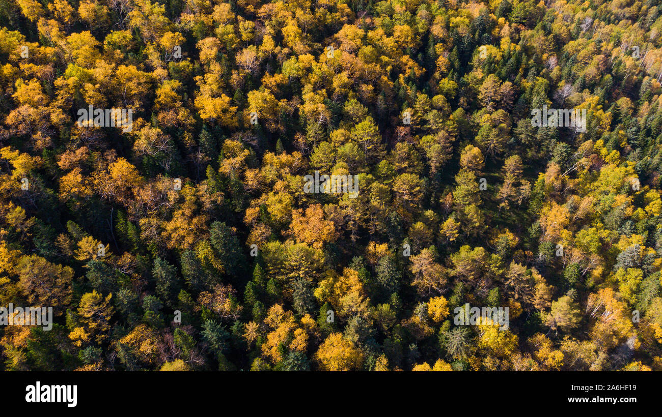 Top view of the taiga forest, river, road . The vast expanses of ...