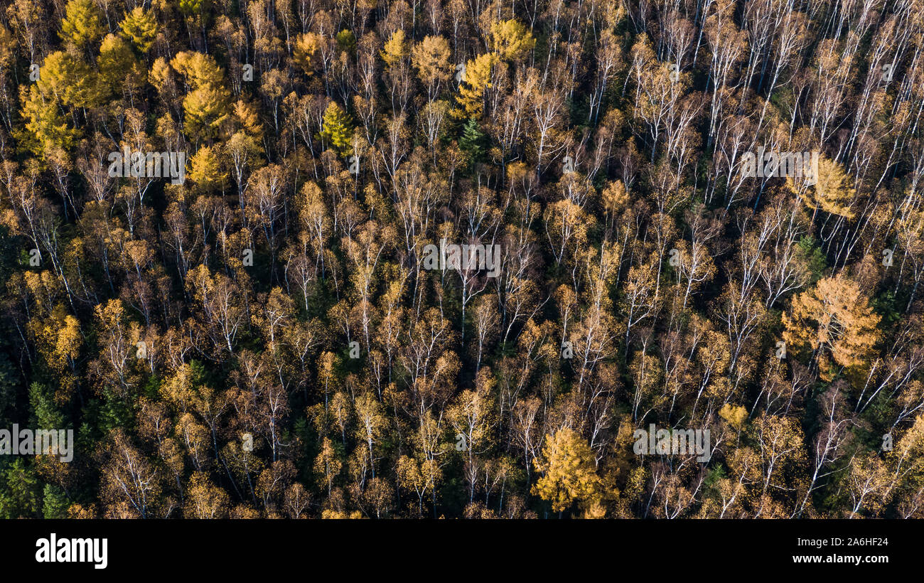 Top view of the taiga forest, river, road . The vast expanses of ...