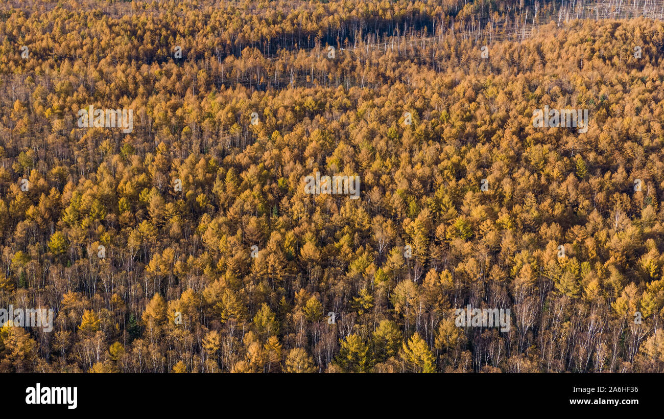 Top view of the taiga forest, river, road . The vast expanses of ...