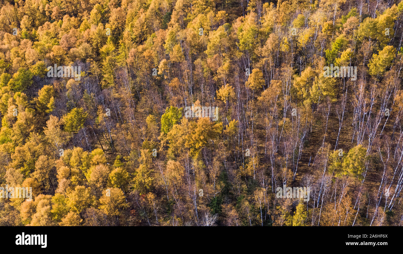 Top view of the taiga forest, river, road . The vast expanses of ...
