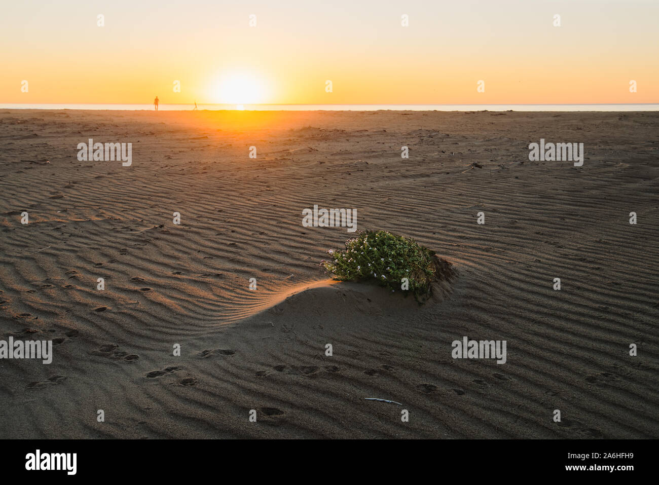 Wild empty beach dunes hi-res stock photography and images - Alamy