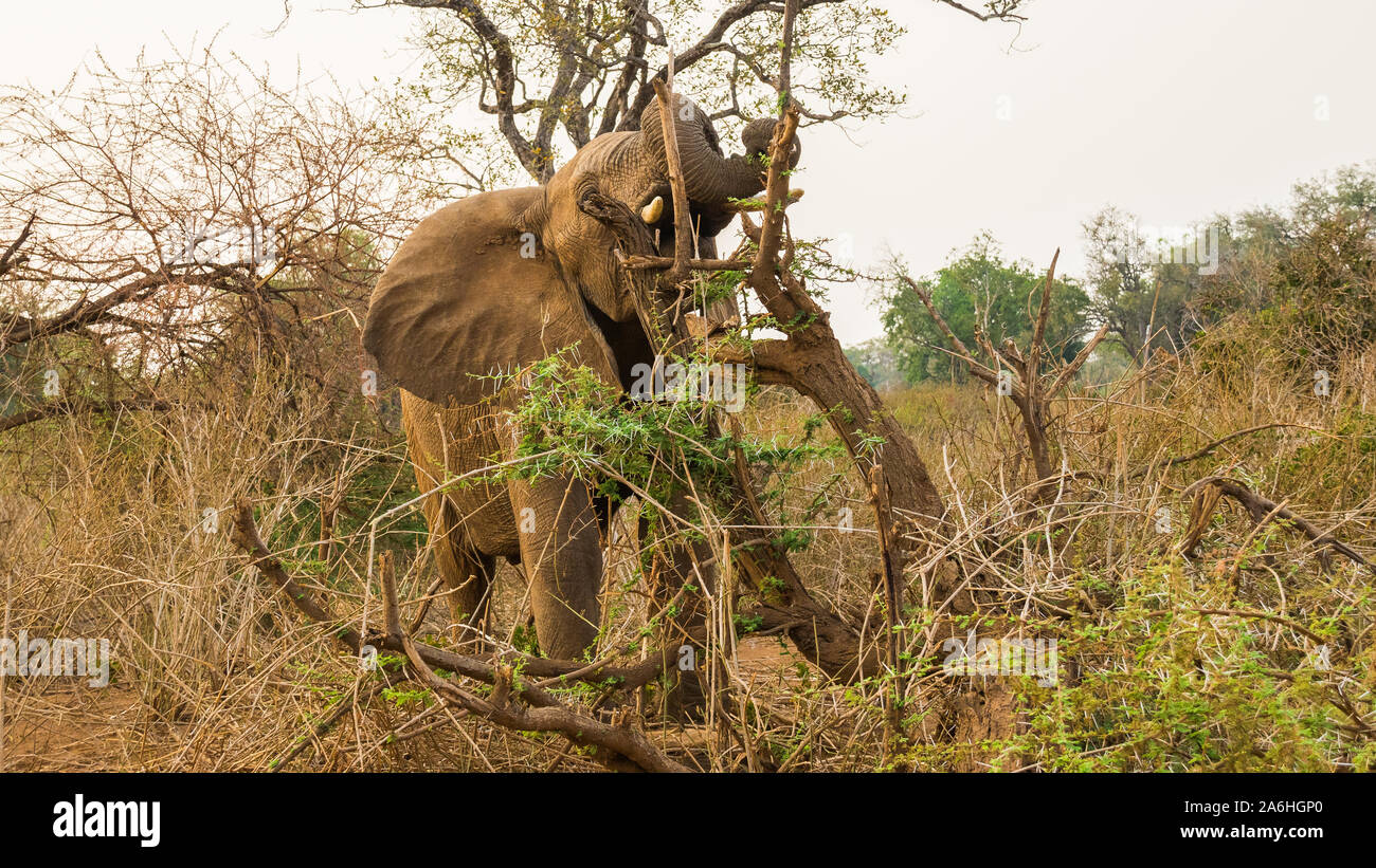 African wildlife scene with an elephant foraging in the bush image with ...
