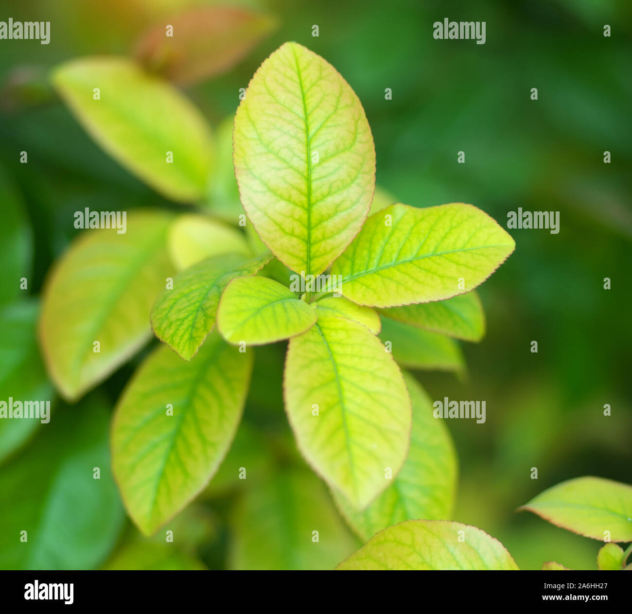 Spring leaf. Composition of nature Stock Photo - Alamy