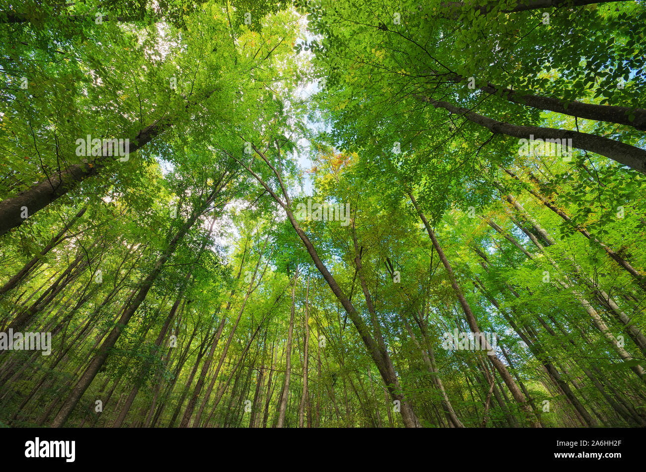 Trees leafs composition hi-res stock photography and images - Alamy