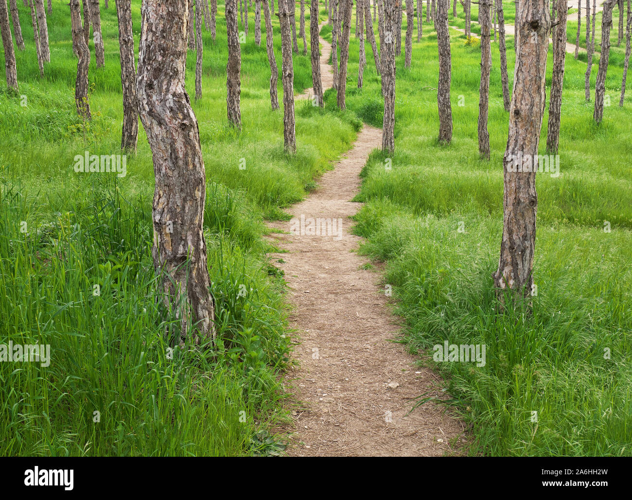 Spruce path road lane. Nature composition Stock Photo - Alamy