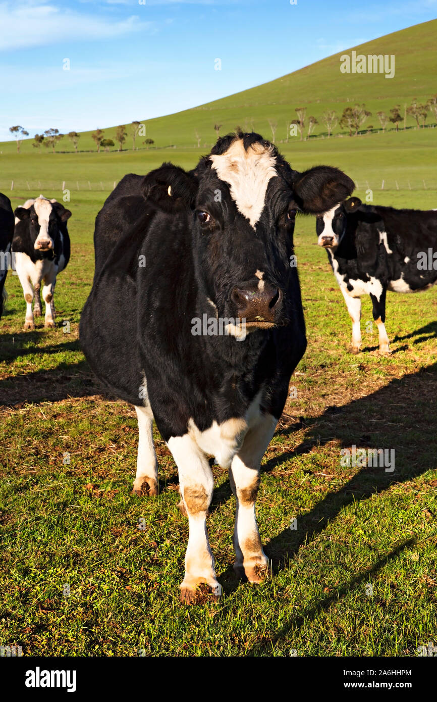 Dairy cows australia hi-res stock photography and images - Alamy
