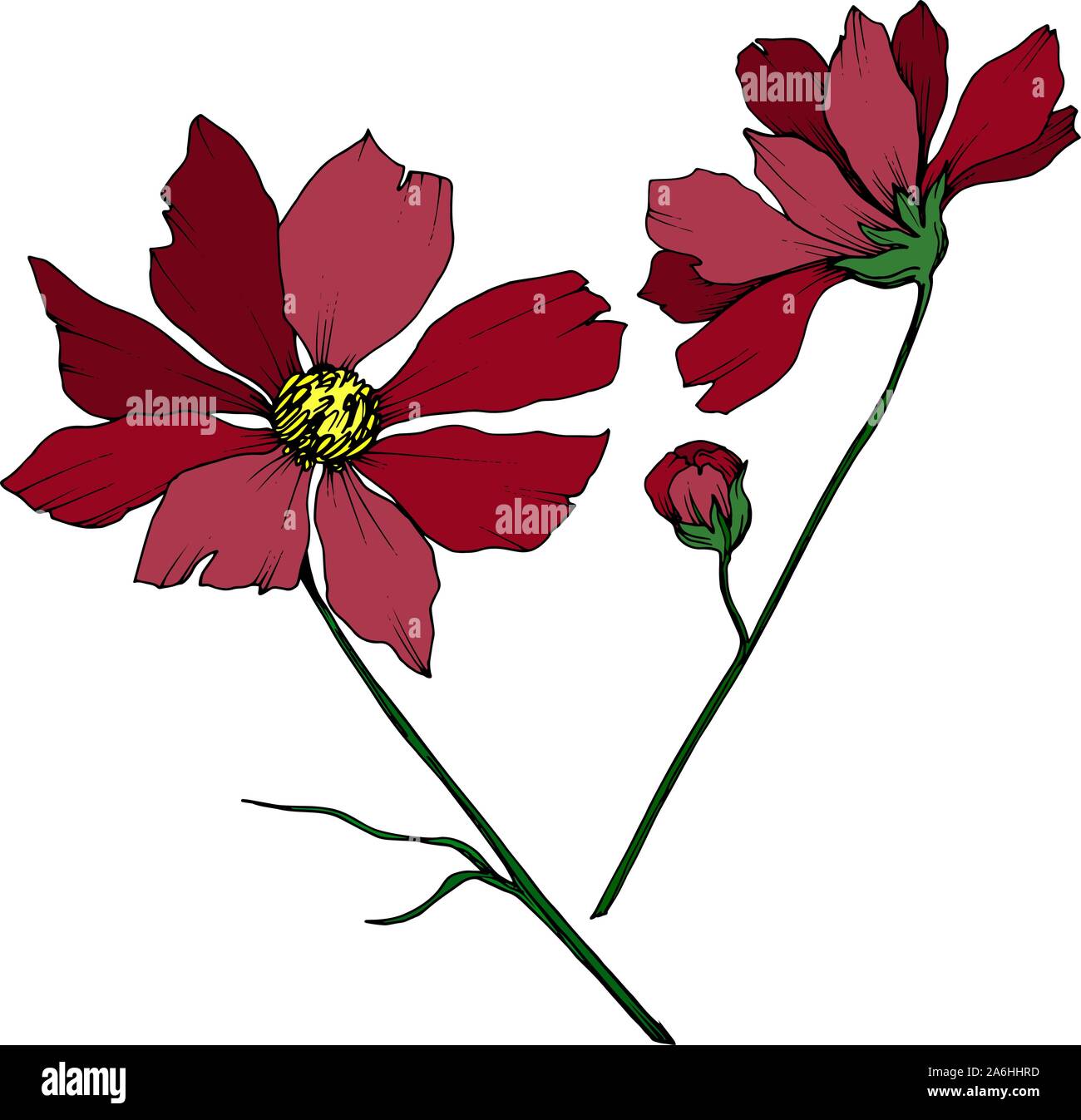 Vector Cosmos floral botanical flowers. Black and white engraved ink ...