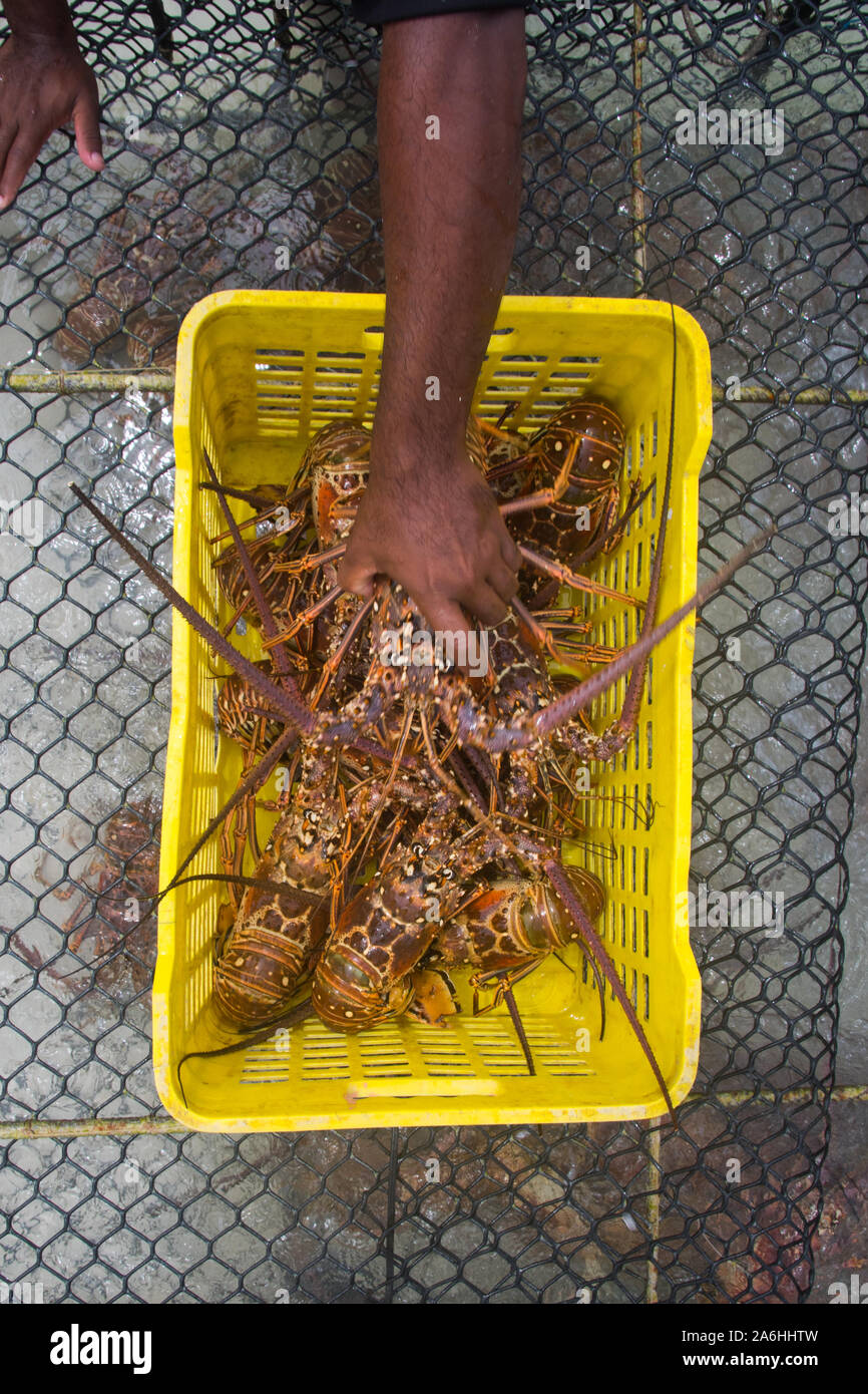 Caribbean lobster hi-res stock photography and images - Alamy