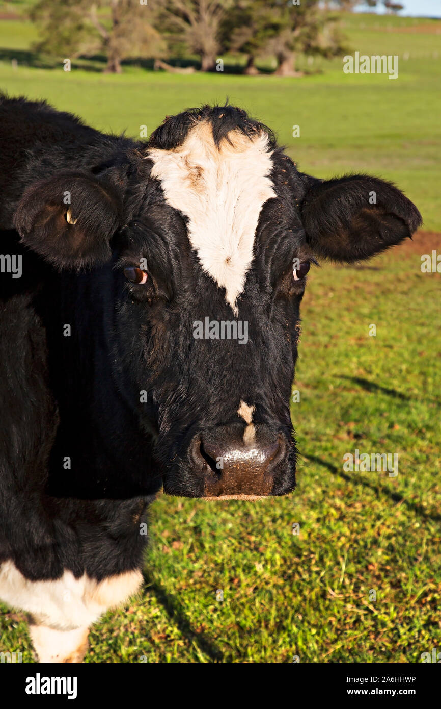 Australian cow cattle hi-res stock photography and images - Alamy