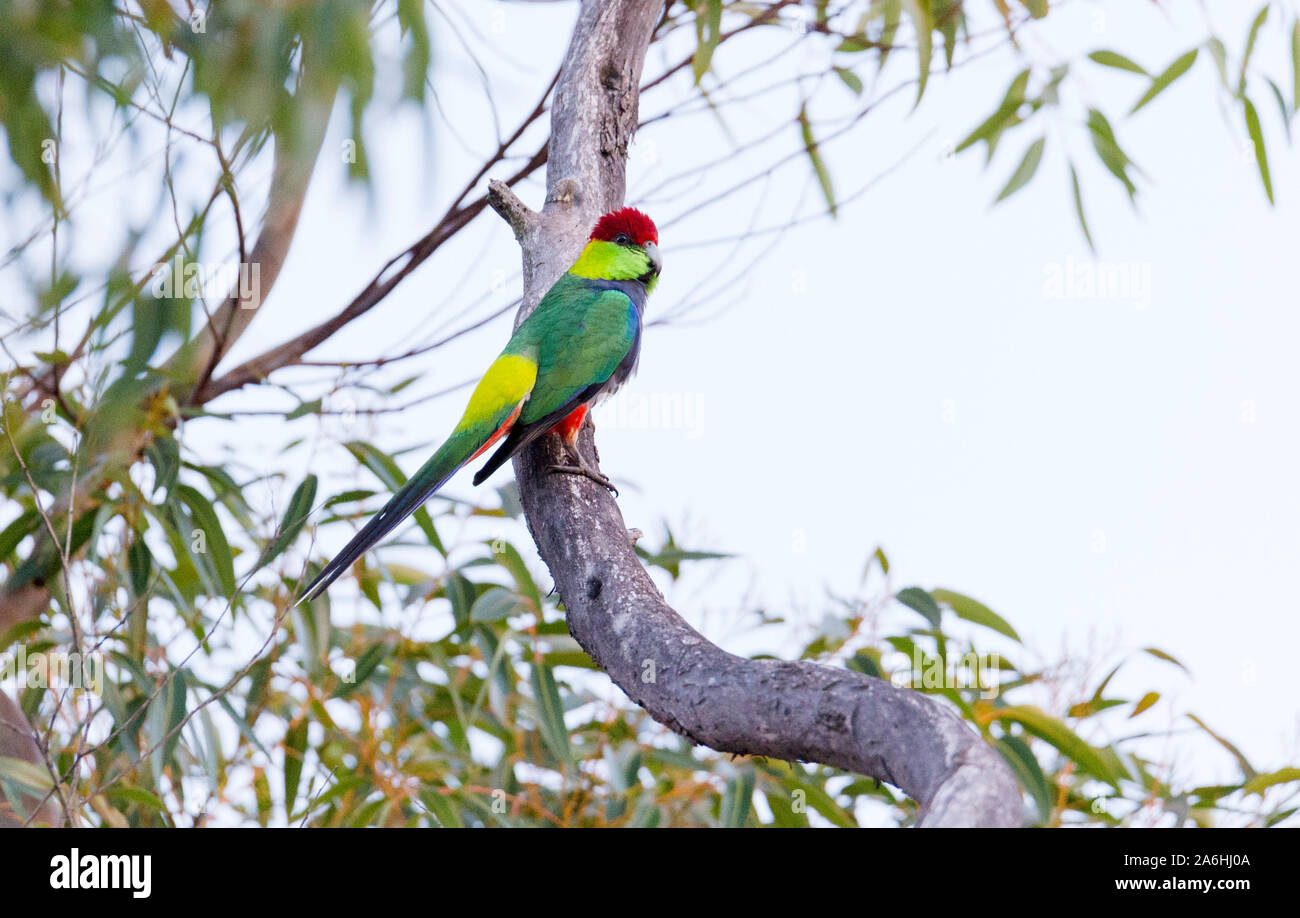 Male Red-capped Parrot (Purpureicephalus spurius), Western Australia ...
